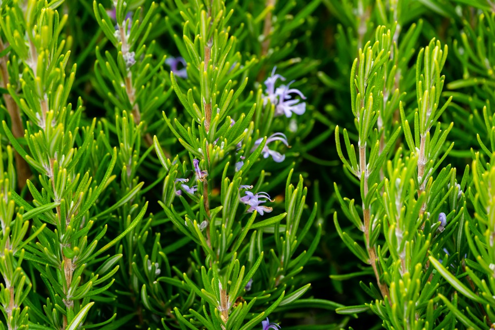 Le Romarin, une fleur en hiver ! - Greenweez magazine