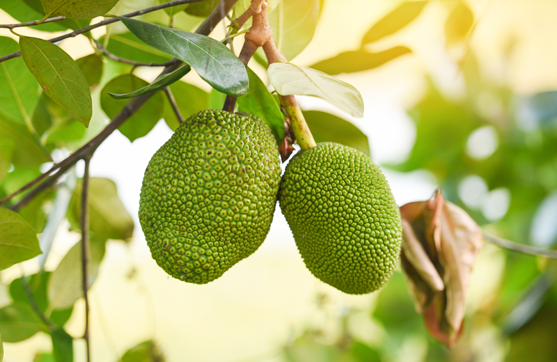 Les bienfaits nutritifs du fruit du jacquier | Greenweez