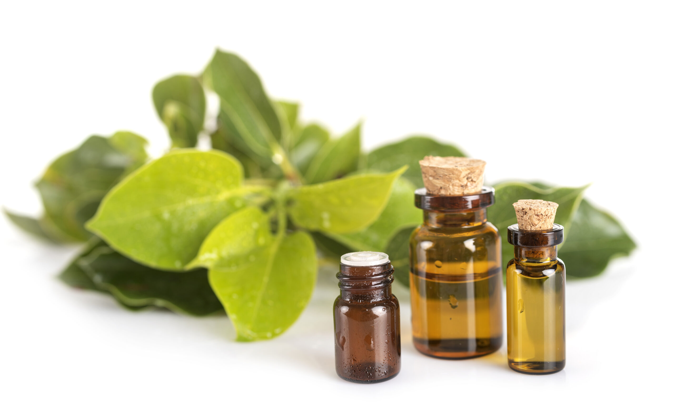 Quels bienfaits de la Ravintsara pour la santé ? - Greenweez magazine